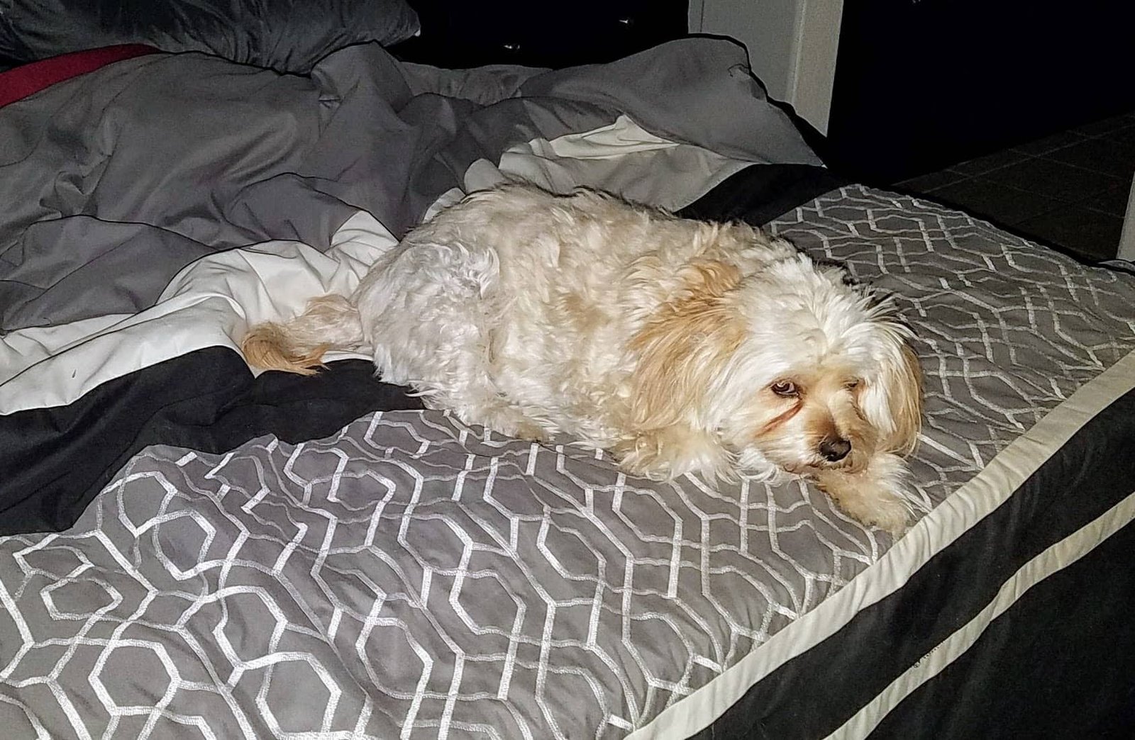 How to Keep a Blanket Hog from Stealing the Covers - Cheap and Cheeky
